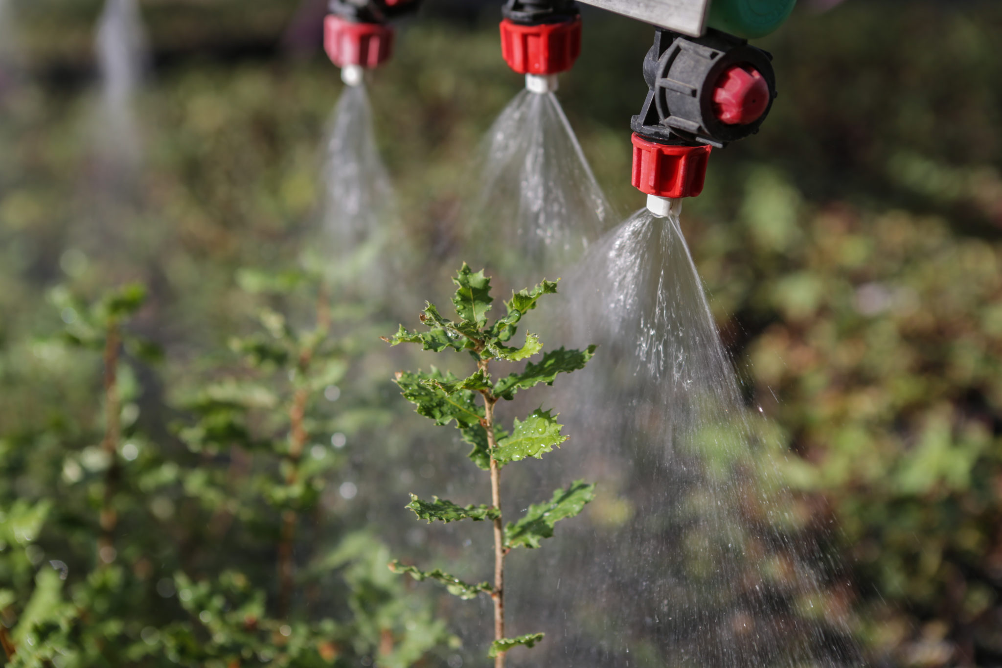 Native Nurseries – Native Plants of Lebanon