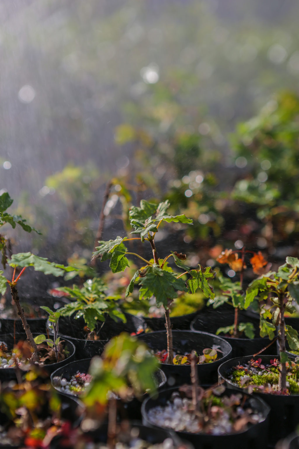 Native Nurseries – Native Plants of Lebanon