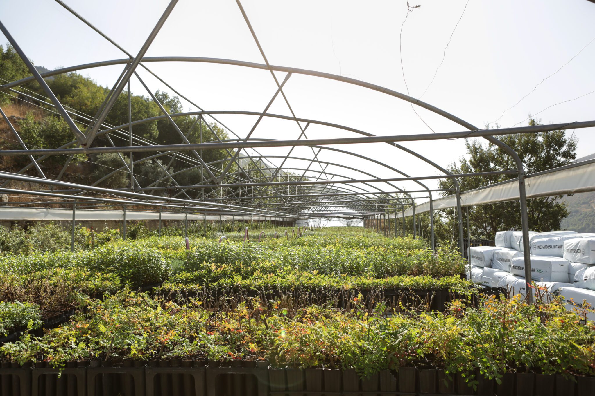 Native Nurseries – Native Plants of Lebanon