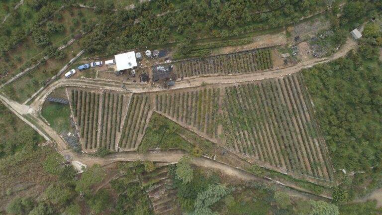 Native Nurseries – Native Plants of Lebanon