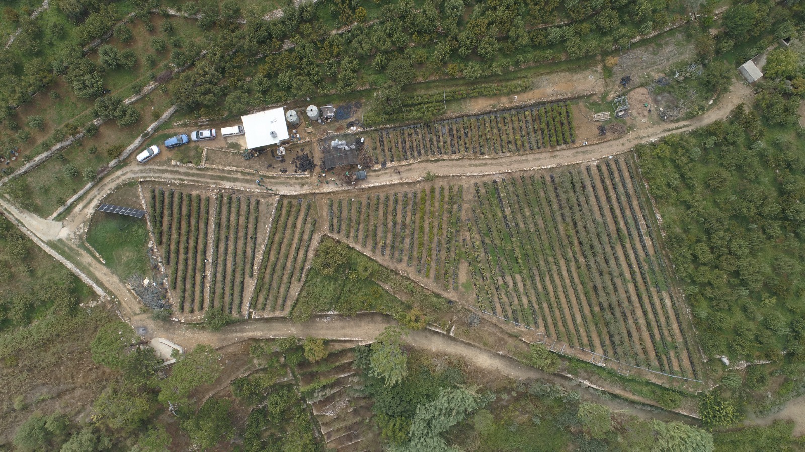 Native Nurseries – Native Plants of Lebanon