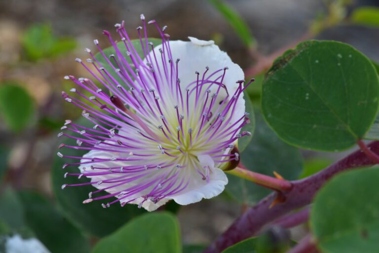 About Us – Native Nurseries